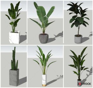 Plant Sketchup Modeling - 3D Stock : 3D Models for Professionals
